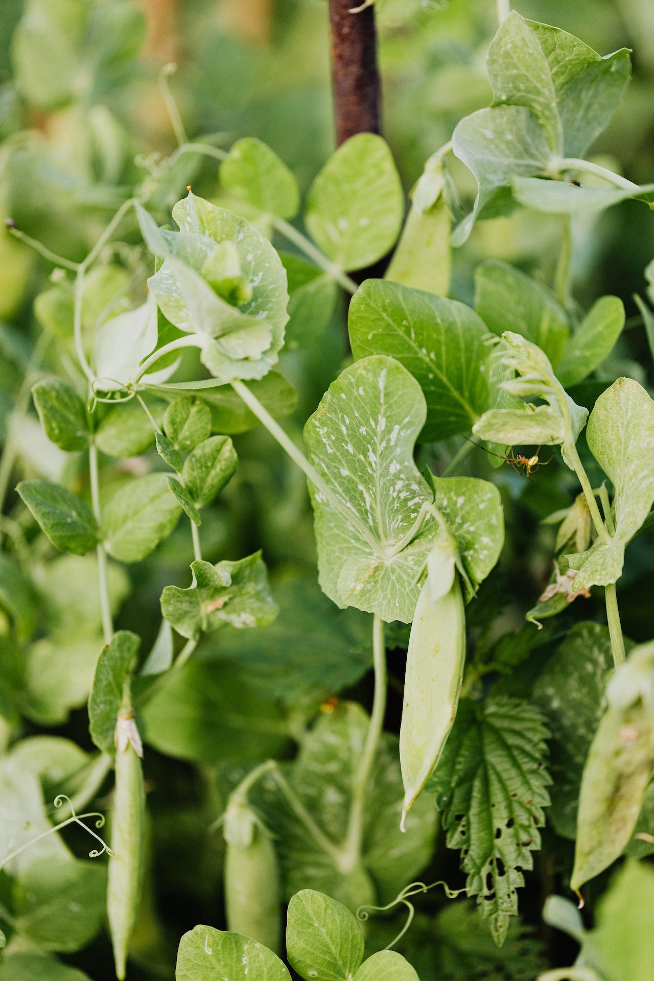 Organic Pea Shoot Microgreen Powder