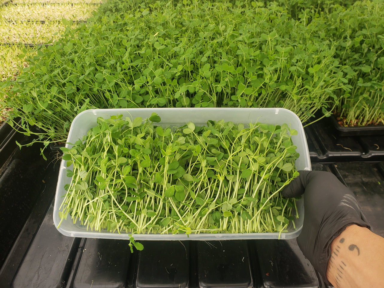 Organic Freeze-Dried Microgreen Powder